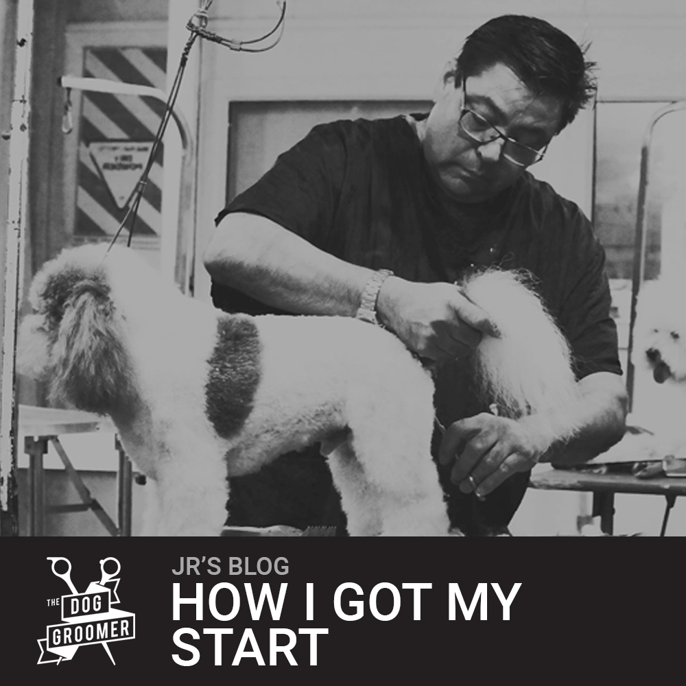 How My Dog Grooming Story Started! – The Dog Groomer